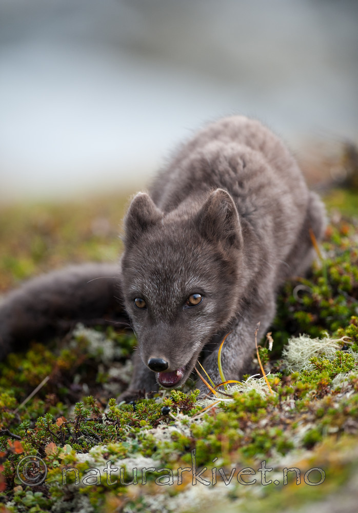 Empetrum nigrum / Krekling Vulpes lagopus / Fjellrev (EN)